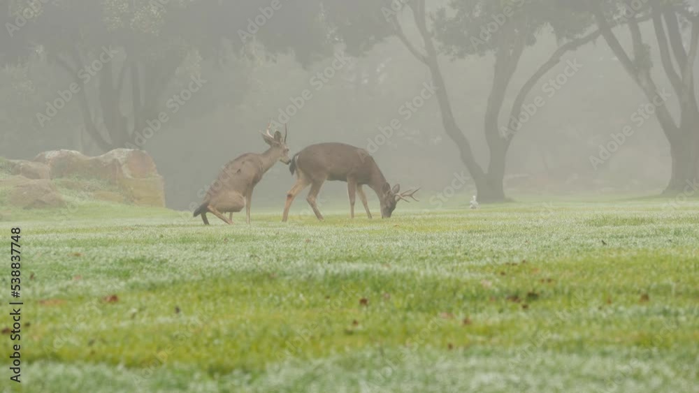 Wild deer defecating or peeing while grazing on green lawn, foggy ...