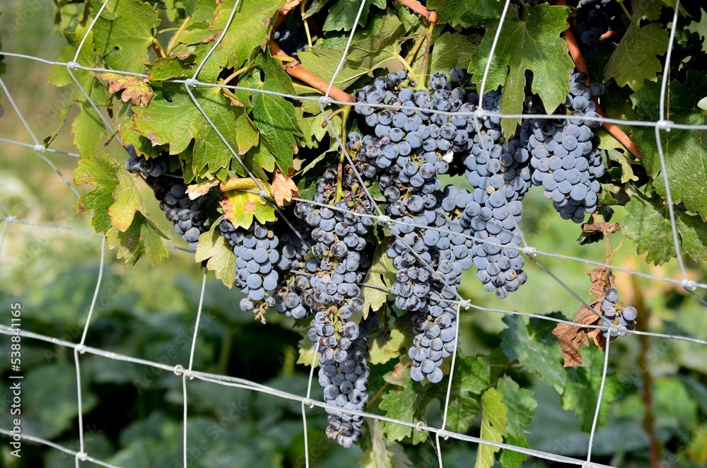Racimos de uvas tintas entre verjado de alambre Stock Photo | Adobe Stock