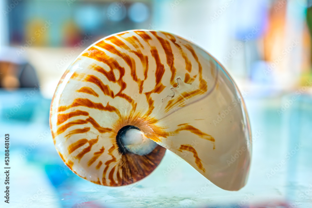 Single sea shell of marine snail displayed in souvenir market. This is ...
