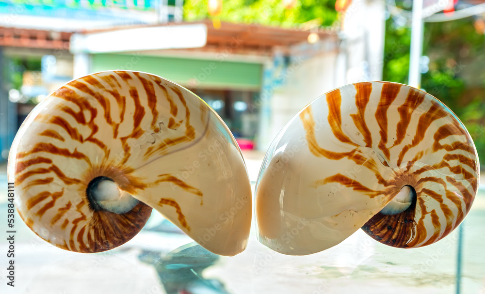 Single sea shell of marine snail displayed in souvenir market. This is ...