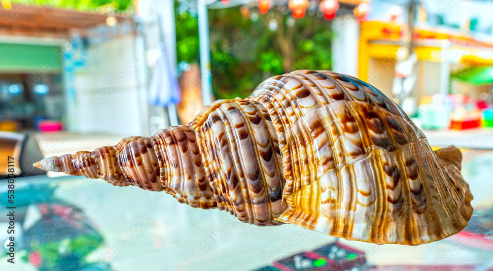 Single sea shell of marine snail displayed in souvenir market. This is ...