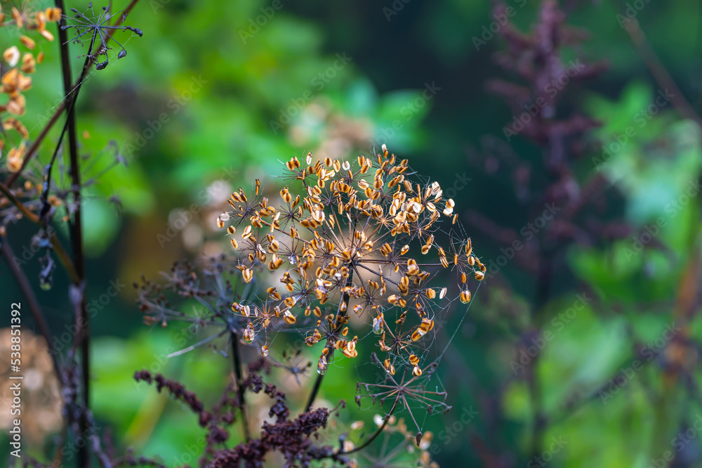 Heracleum sphondylium, commonly known as giant hogweed, is a monocarpic ...
