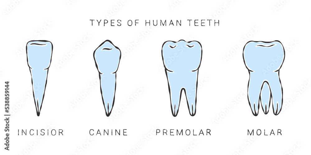 Types of human teeth. Sketch style drawing. Infographics in dentistry ...