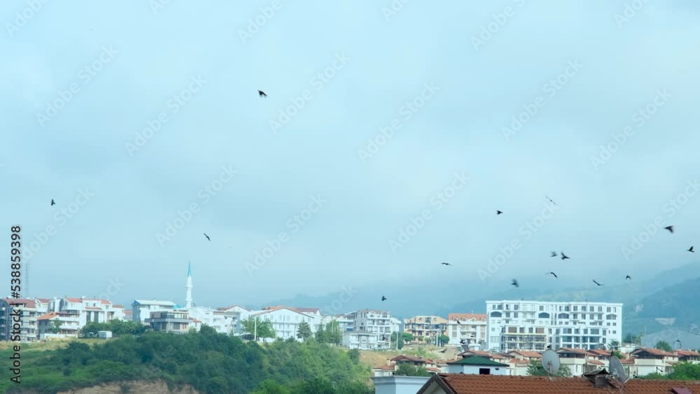 crows and city Stock Video | Adobe Stock
