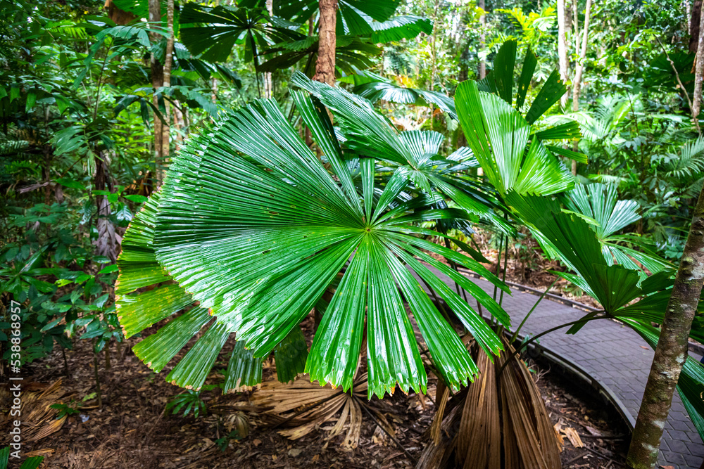 famous fan palms in the daintree rainforest, unique vegetation in the ...