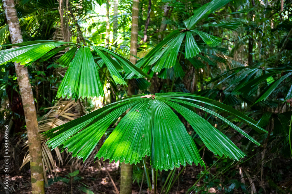 famous fan palms in the daintree rainforest, unique vegetation in the ...