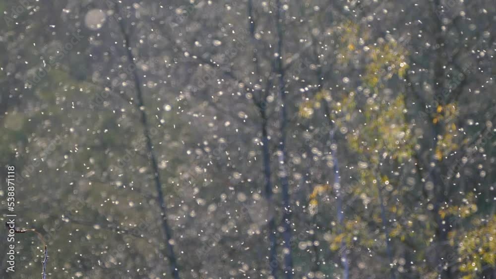 Lots of flying insects in the air. Invasion of insects, flock of ...