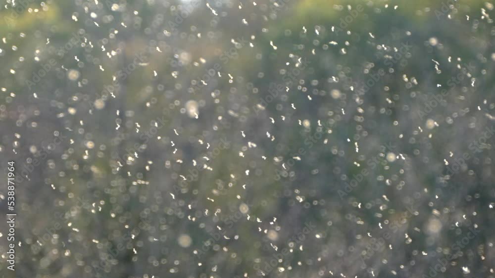 Lots of flying insects in the air. Invasion of insects, flock of ...