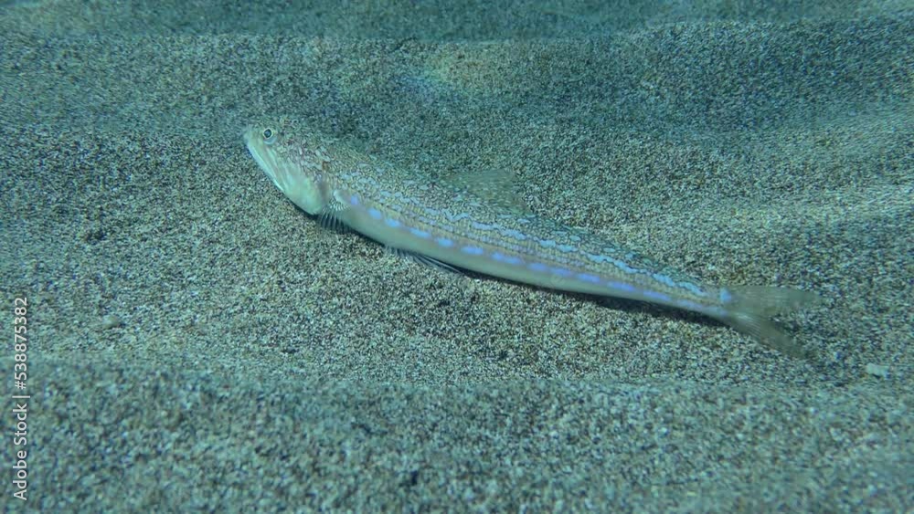 Atlantic Lizardfish or Bluestriped Lizard (Synodus saurus) lies on a ...