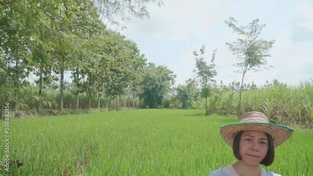 Asian woman, from Thailand, whose occupation is a farmer, catches crabs ...
