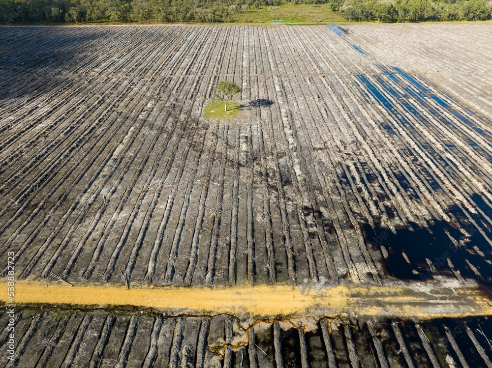 rows of planting a plantation in Australia, Rainforest deforestation in ...
