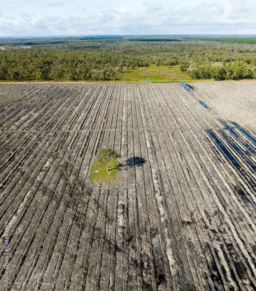 Planting trees in a plantation, sowing eucalyptus timber in a mounds in ...