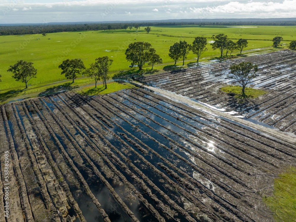 rows of planting a plantation in Australia, Rainforest deforestation in ...