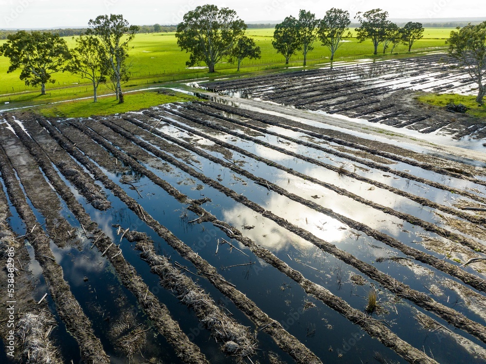 Flooding in a blue gum plantation in mounds of trees. Deforestation of ...