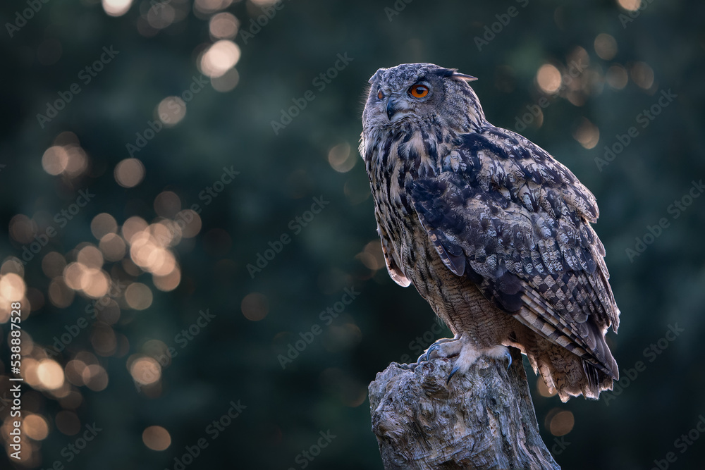 Beautiful Eurasian Eagle owl (Bubo bubo) on a branch at sunsrise. Bokeh ...