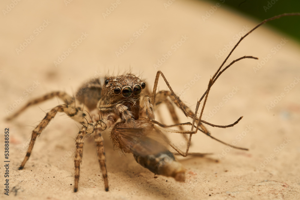 Details of a jumping spider eating an insect Stock Photo | Adobe Stock
