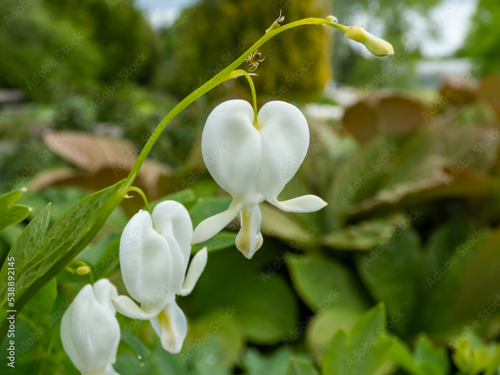 White bleeding heart (Dicentra spectabilis) 'Alba' with divided, light ...