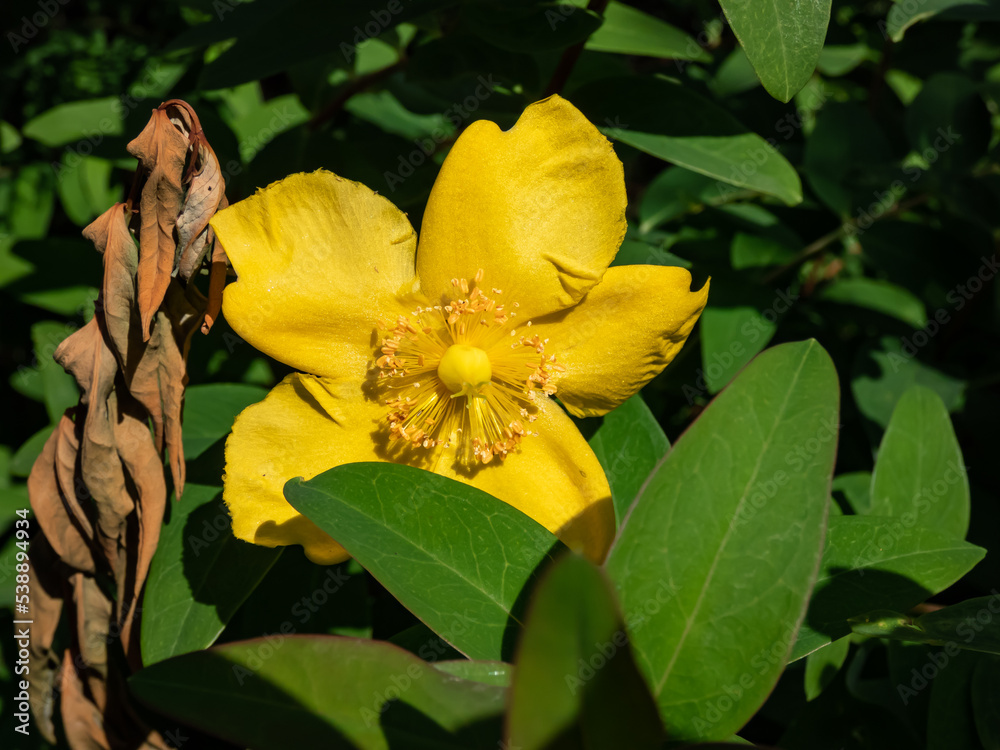 Aaron's beard, creeping St. John's wort or Jerusalem star (Hyperium ...