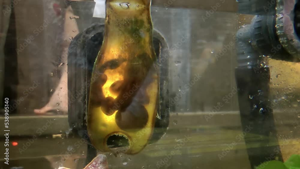 Vidéo Stock Leopard Shark embryo in egg on in glass Jar tank, 2021 ...