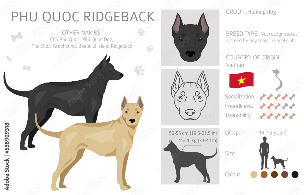 Phu Quoc Ridgeback clipart. All coat colors set. All dog breeds ...