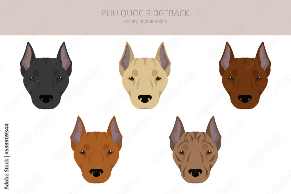 Phu Quoc Ridgeback clipart. All coat colors set. All dog breeds ...