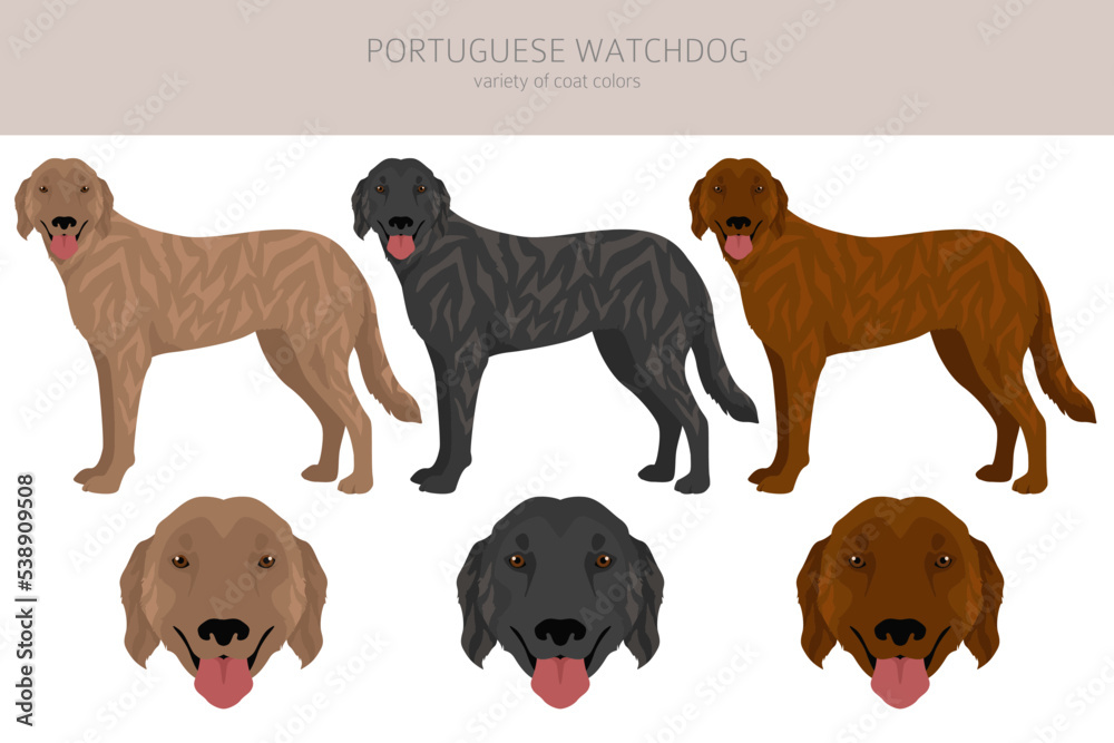 Portuguese Watchdog clipart. All coat colors set. All dog breeds ...