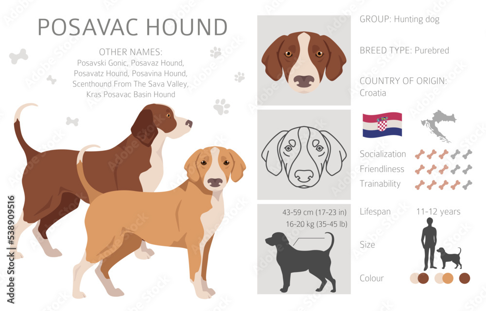 Posavac Hound clipart. All coat colors set. All dog breeds ...