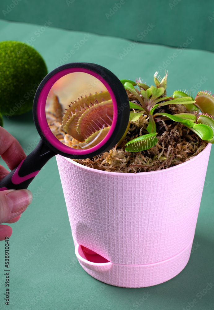 Magnifying glass and Venus flytrap, carnivorous plant, in pink pot with ...