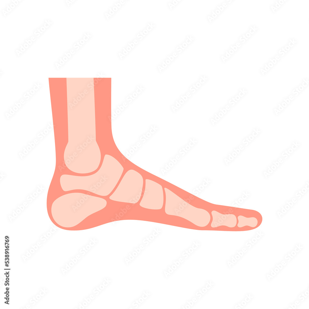 Silhouette human foot with bones, orthopedic leg, healthy feet. Foot ...