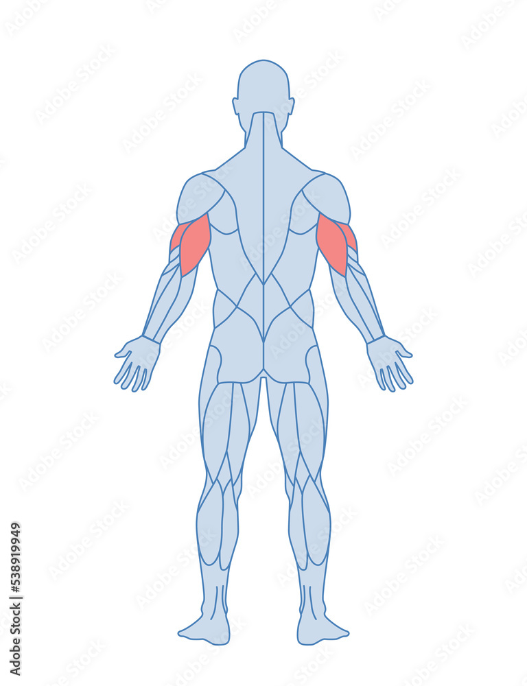 Male muscle anatomy concept. Back view. Body of man with highlighted ...