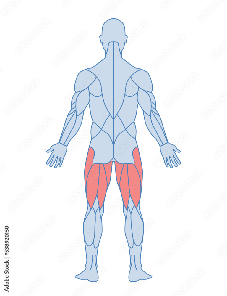 Male muscle anatomy. Figure of man with highlighted muscles of back of ...