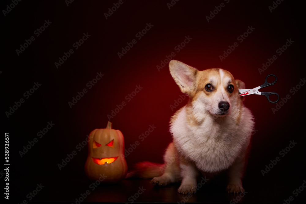 A corgi dog in a terrifying Halloween costume. The frightened face of a ...