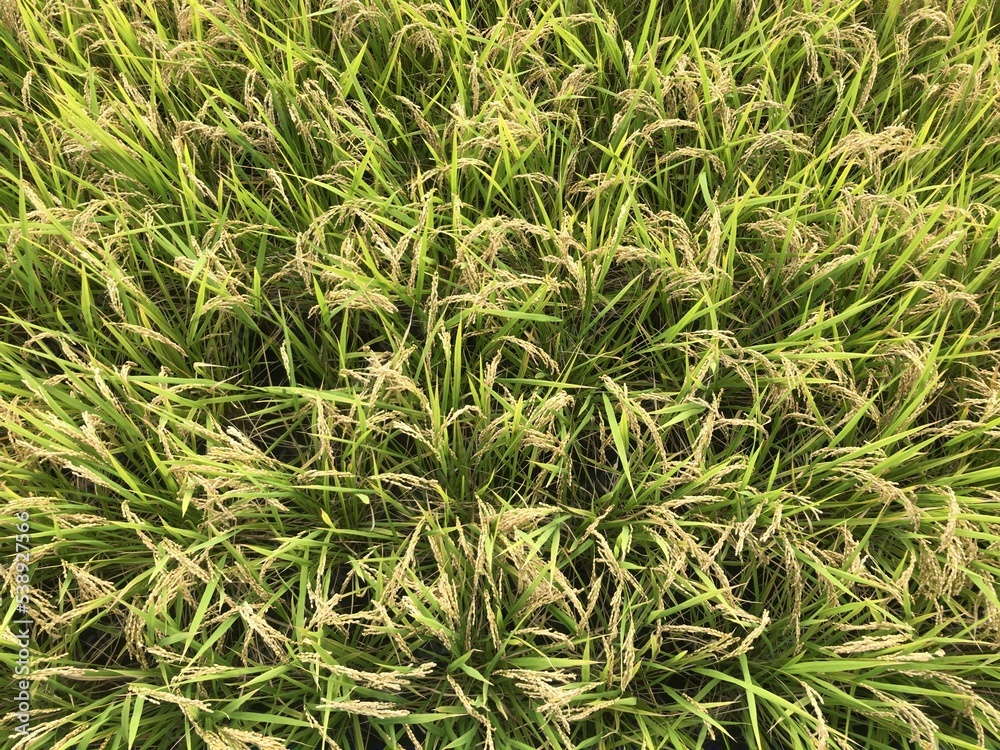 green grass texture.rice field Stock Photo | Adobe Stock