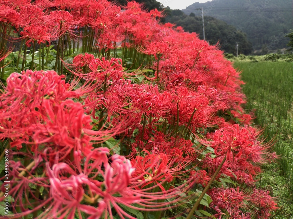 cluster amaryllis.The cluster amaryllis is a flower of many names. In ...