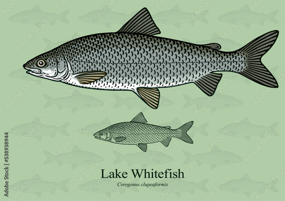 Lake Whitefish. Vector illustration with refined details and optimized ...