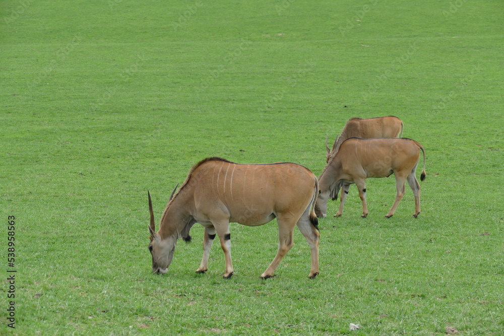 Taurotragus oryx, antílope orix. Parque de cabárceno. Fondo de hierba ...