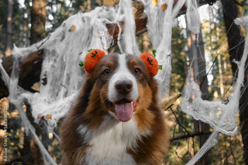 Australian Shepherd dog smiles and celebrates Halloween in woods ...
