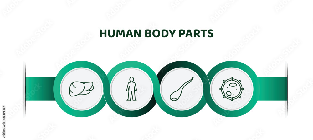 editable thin line icons with infographic template. infographic for ...