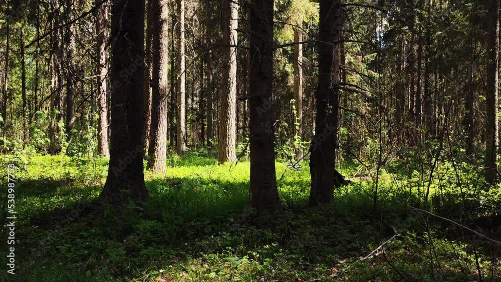 Young man walking in the forest with metal detector. Sun shining ...
