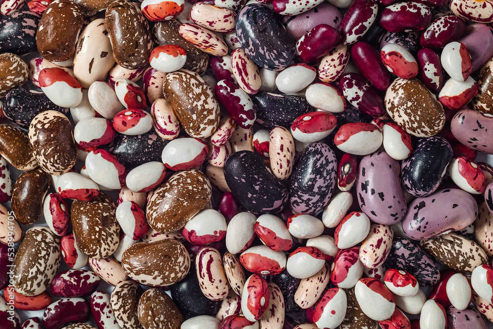 The collection of different beans ( scarlet runner, anasazi, kidney ...