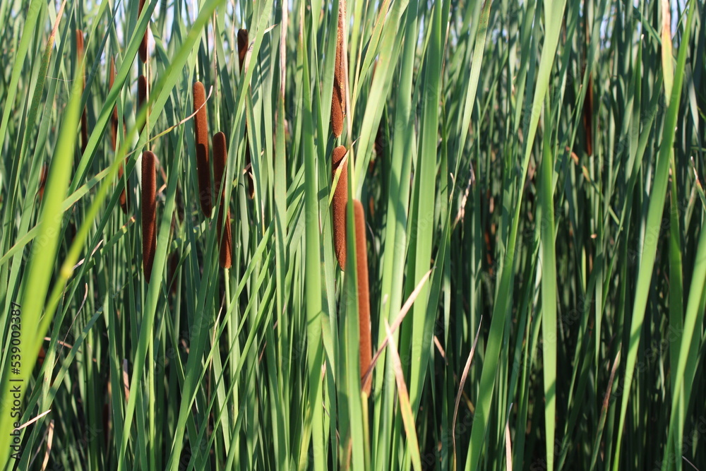 Reed Mace, Great reedmace , bulrush. cattails. Bulrushes close up foto ...