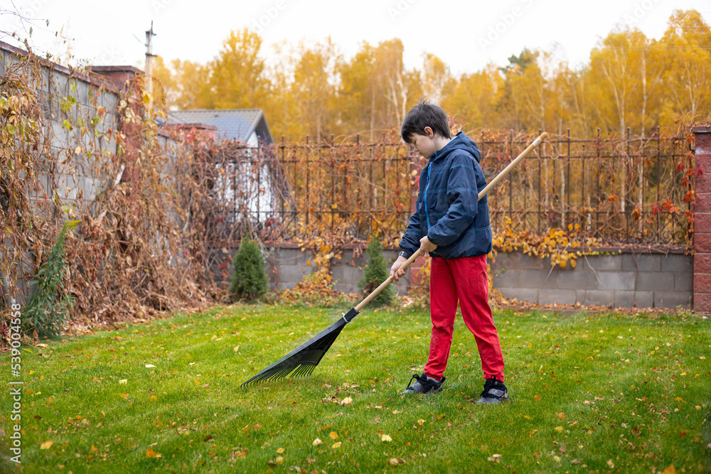 Little boy with a rake cleaning fallen leaves in the autumn yard garden. Kids and housework ...