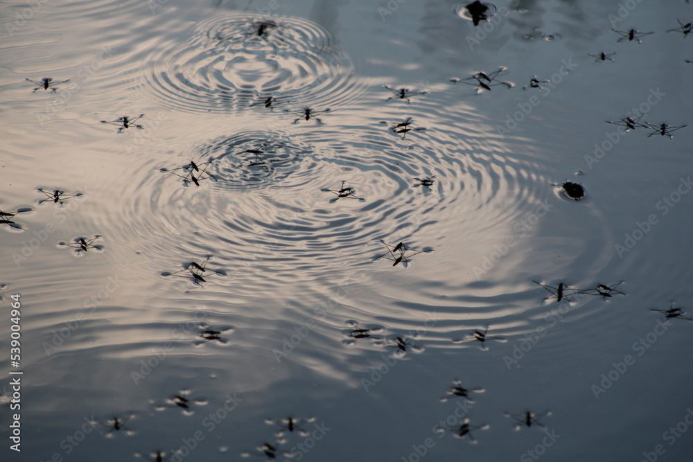 Water beetles rattling the surface of the water Stock Photo | Adobe Stock