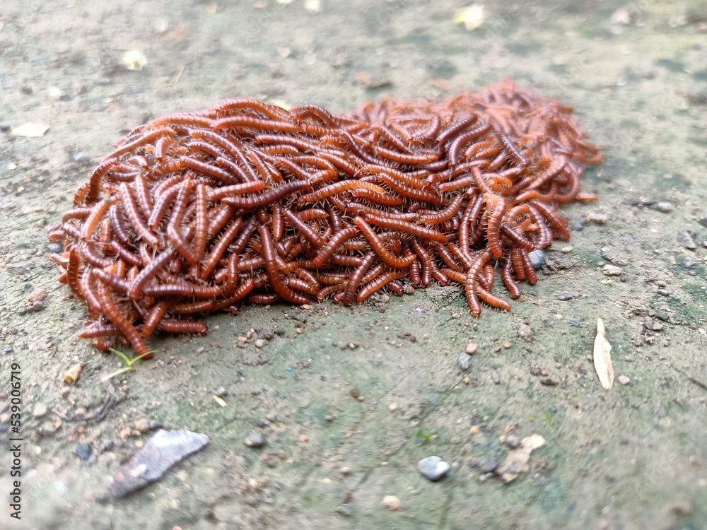 Red millipidae, Trigoniulus Corallinus, group of millipedes in Farm ...