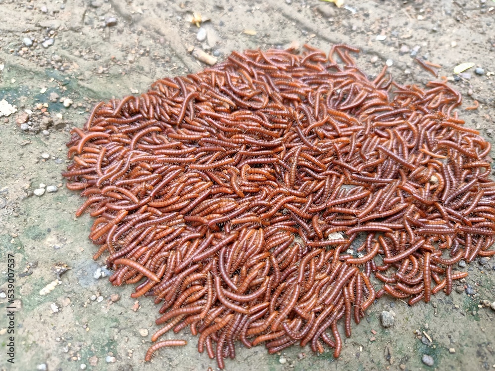 Red millipidae, Trigoniulus Corallinus, group of millipedes in Farm ...