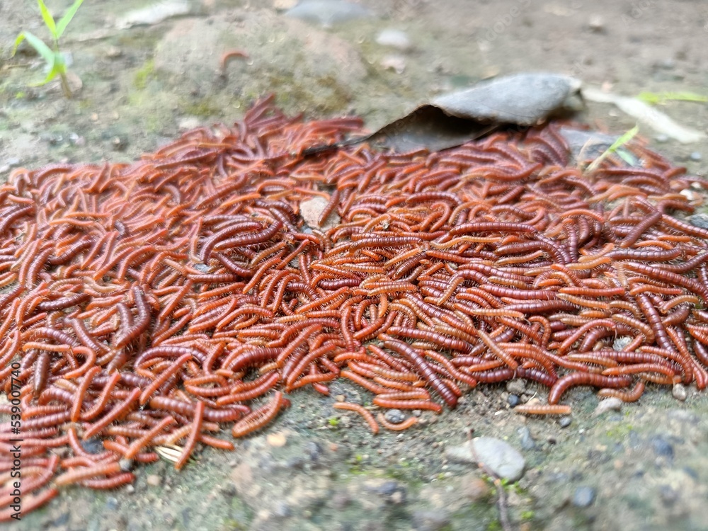 Red millipidae, Trigoniulus Corallinus, group of millipedes in Farm ...