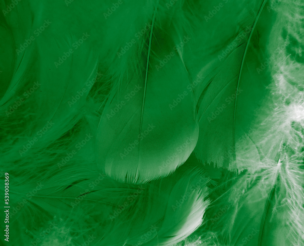 Beautiful abstract green feathers on black background, blue feather ...