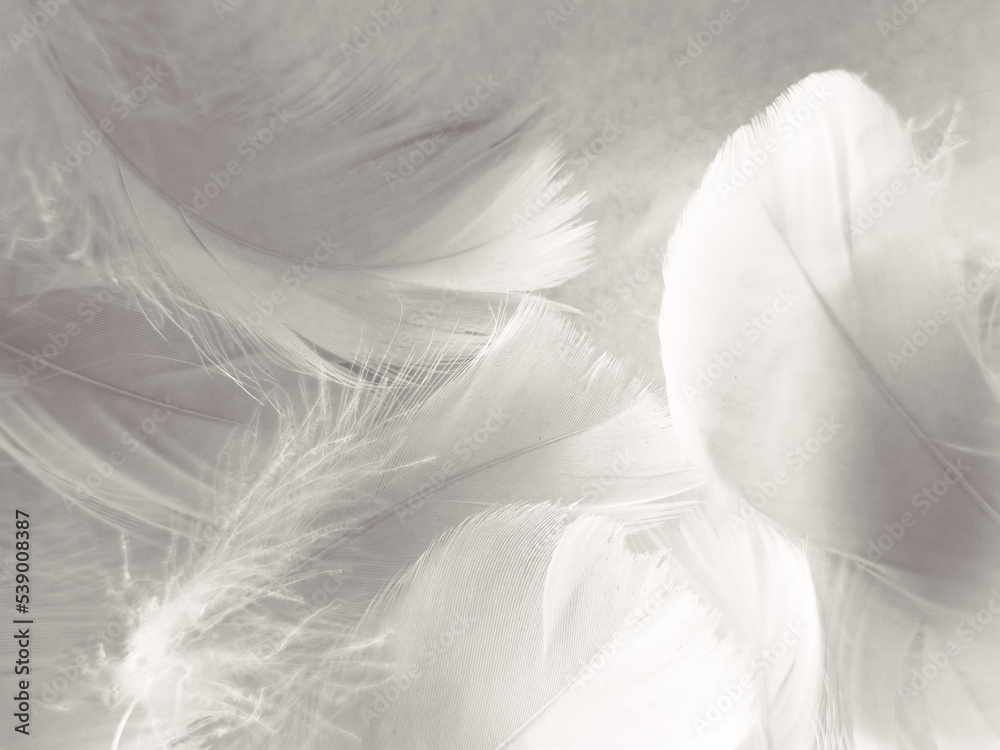 Beautiful abstract white feathers on white background, soft gray ...