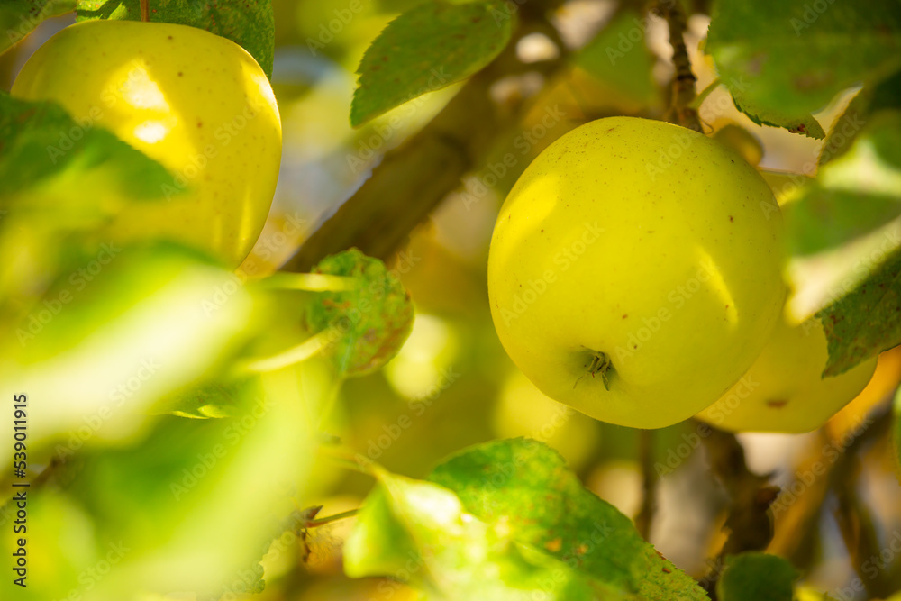 Harvest of apples on a plantation in the garden. Fruit trees with ...