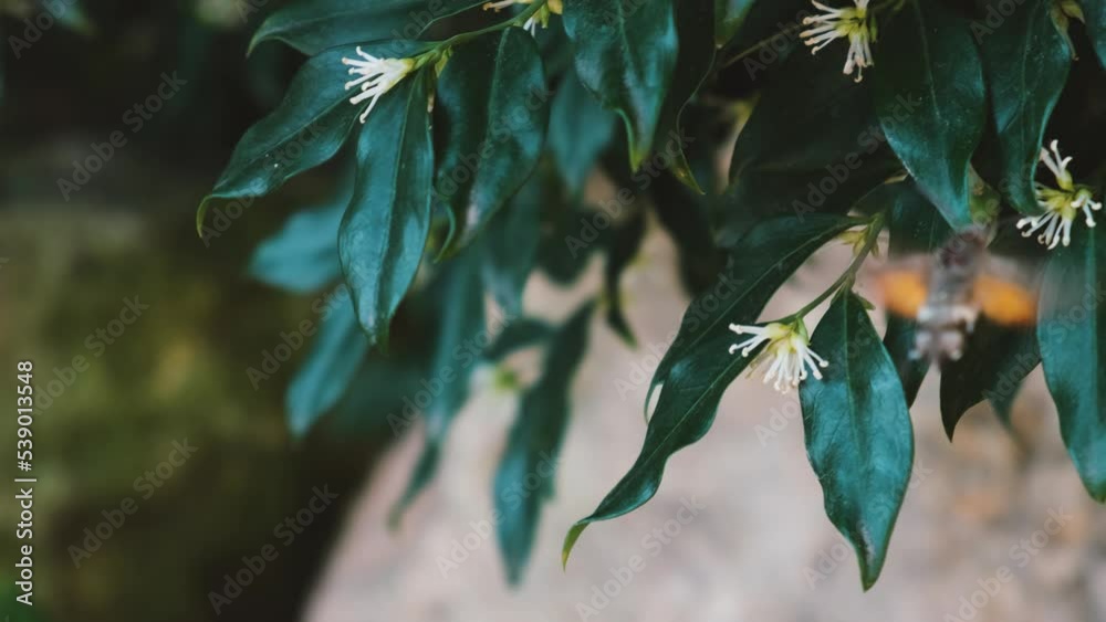 Hawk moth gray Sphingidae close-up. Collects nectar from flowers ...
